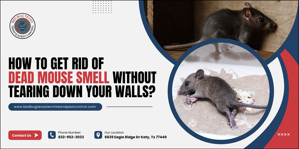 How to Get Rid of Dead Mouse Smell Without Tearing Walls